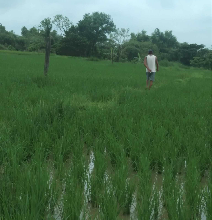 Philippines – Posthuman Walking Project